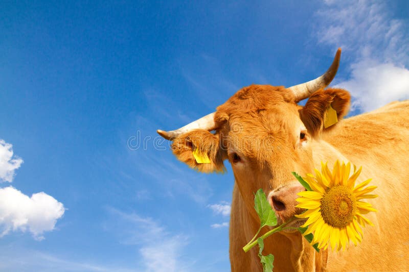 Mucca Divertente Con Il Fiore Immagine Stock - Immagine di campo ...