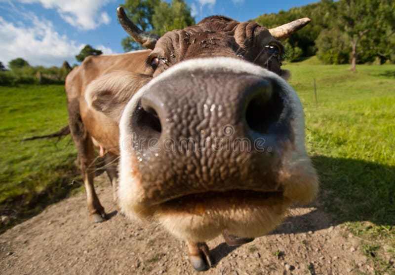 Mucca Divertente Curiosa Sul Prato Fotografia Stock - Immagine di mucca ...