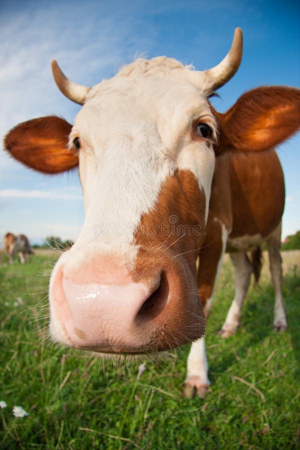 Mucca Da Latte Divertente Su Un Pascolo Fotografia Stock - Immagine di ...