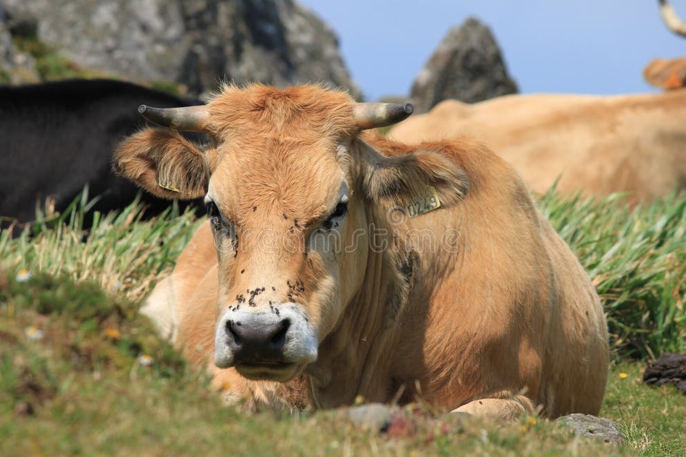 Mucca e mosca immagine stock. Immagine di animale, scogliera - 56377051