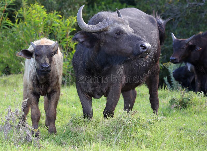 Mucca E Vitello Della Buffalo Immagine Stock - Immagine di animale ...