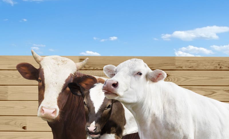 Mucca e vitello e toro fotografia stock. Immagine di rurale - 56413650