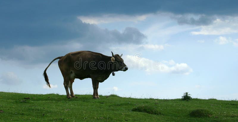 Animale - mucca fotografia stock. Immagine di mucca, docile - 186962