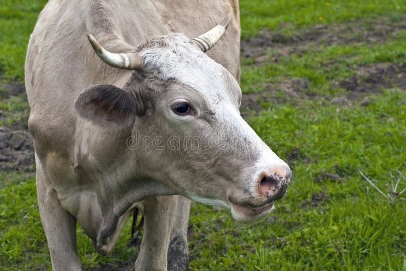 Primo Piano Di Una Mucca Grigia Fotografia Stock - Immagine di alone ...