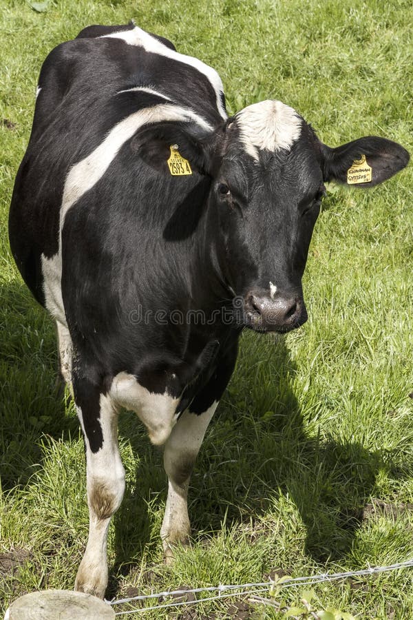Mucca frisone britannica fotografia stock. Immagine di pascolo - 125110136