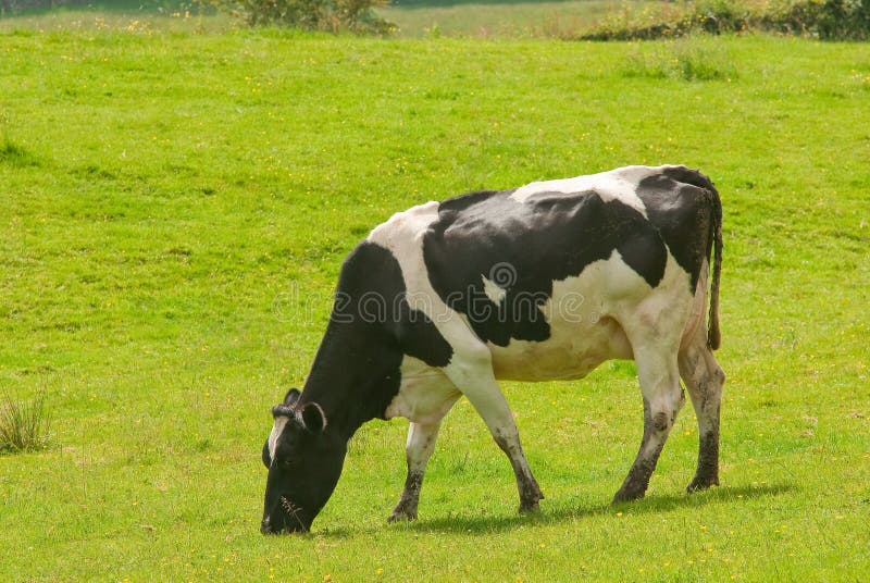 Pascolo Della Mucca Frisone in Prato Fertile Con Altre Mucche Che Si ...
