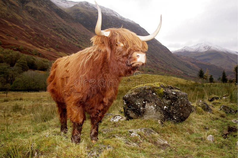 Mucca in Glen Coe, Scozia Dell'altopiano Fotografia Stock - Immagine di ...