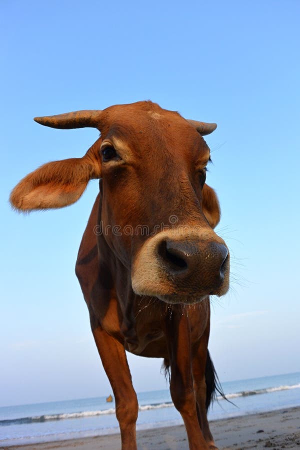 Mucca Indiana Sulla Spiaggia Immagine Stock - Immagine di paese ...