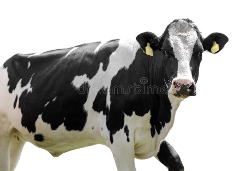 Mucca Curiosa, Isolata Su Fondo Bianco Immagine Stock - Immagine di ...