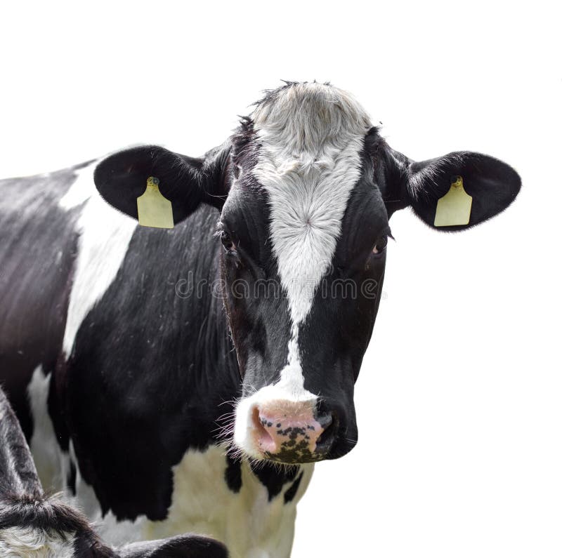 Mucca Isolata Su Un Fondo Bianco Fotografia Stock - Immagine di faccia ...