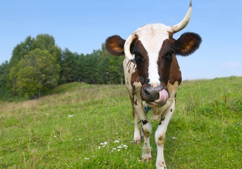 Mucca su un prato immagine stock. Immagine di mucche, rinforzi - 9691207