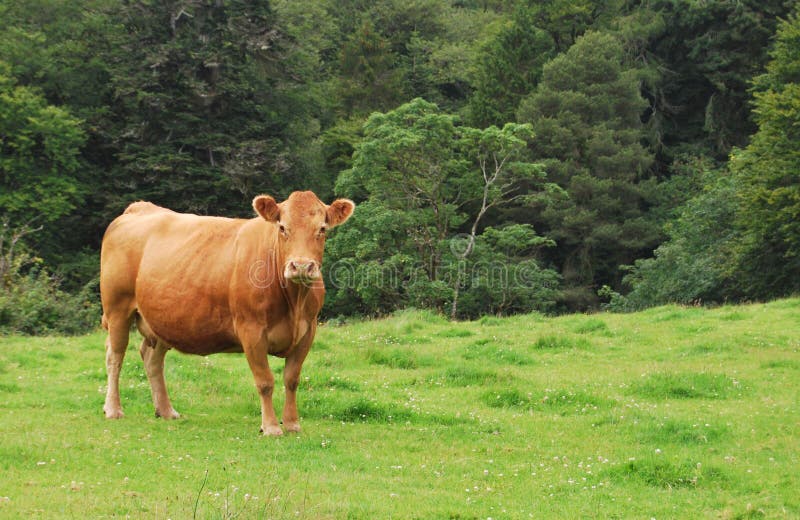 Mucca marrone immagine stock. Immagine di bestiami, animale - 44219035
