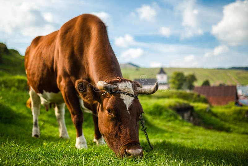 Mucca marrone fotografia stock. Immagine di erba, podere - 91113906