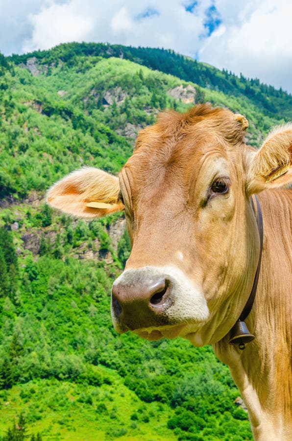 Mucca Di Alpen Ad Erba Verde Fotografia Stock - Immagine di alpi ...