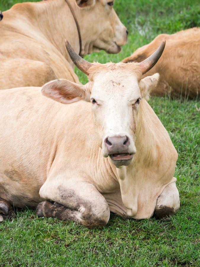 Mucca marrone immagine stock. Immagine di verde, marrone - 58337469