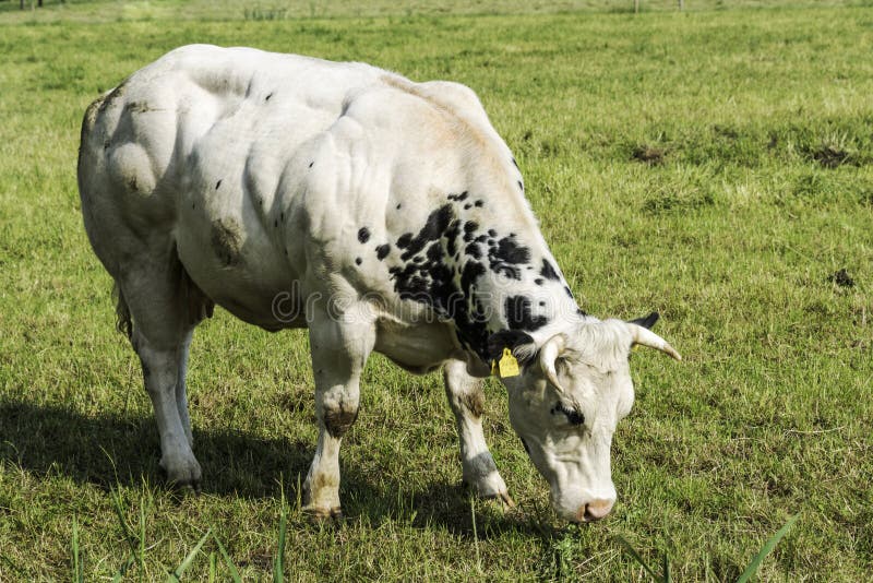 Mucca Molto Muscolosa Nel Campo Verde Immagine Stock - Immagine di ...