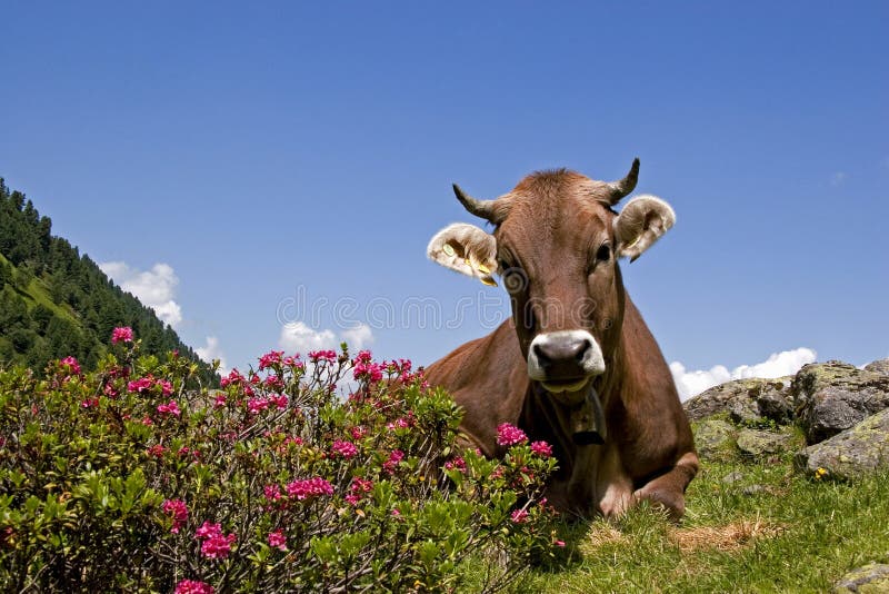 Mucca in Un Terreno Coltivabile Immagine Stock - Immagine di verde ...