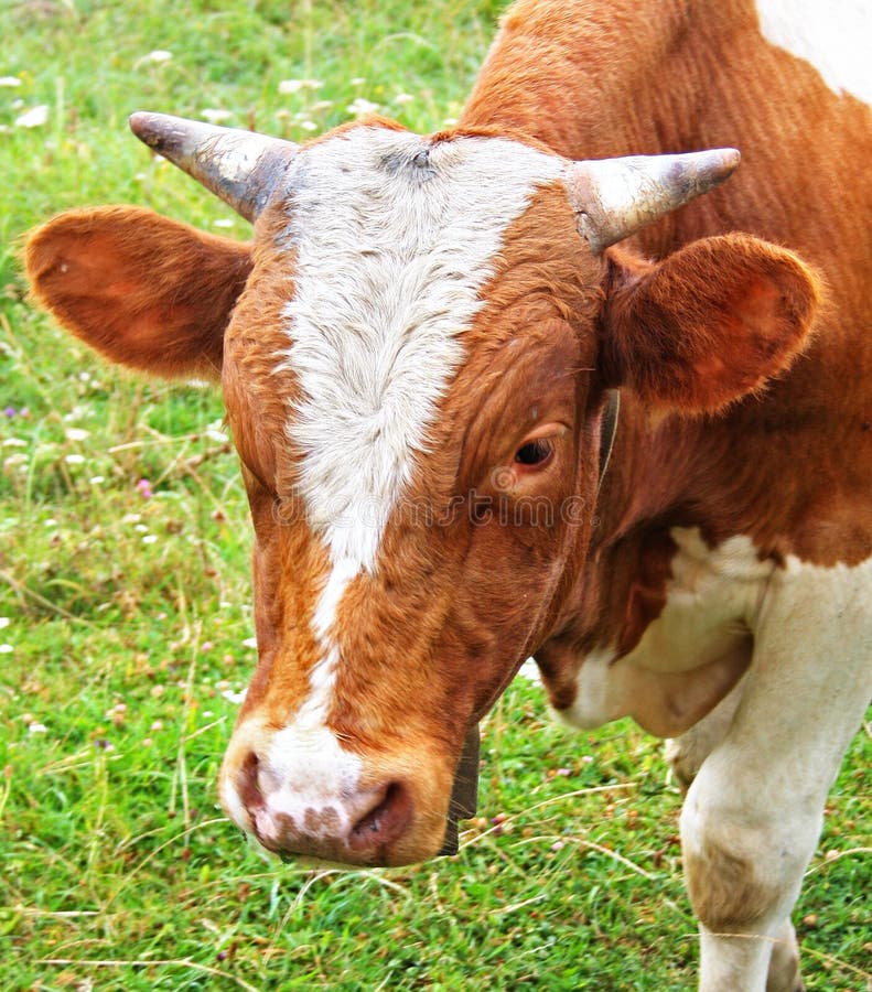 Mucca Rossa Sull'azienda Agricola Fotografia Stock - Immagine di ...