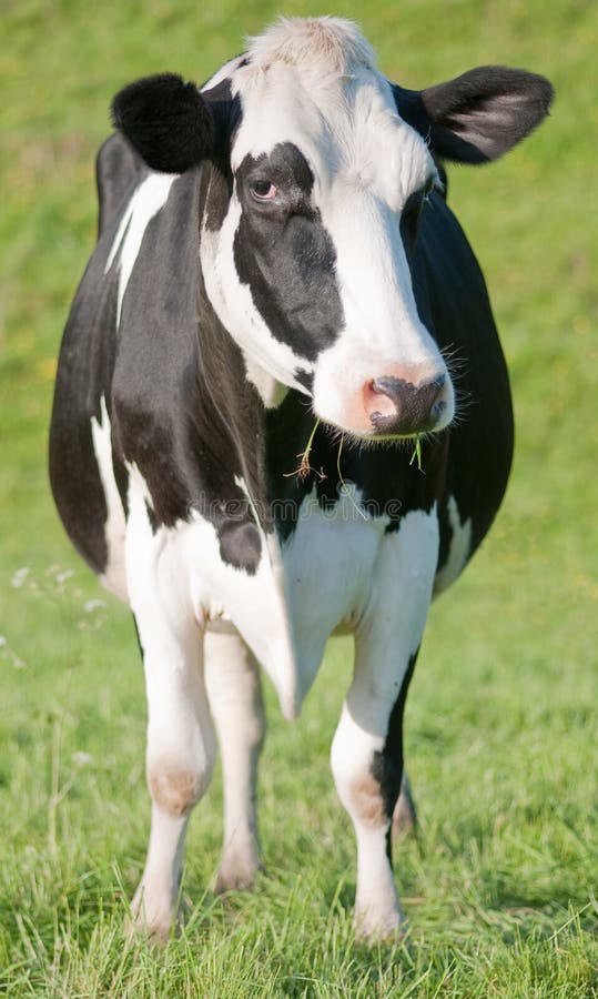 Mucca sola fotografia stock. Immagine di nero, animale - 9791092