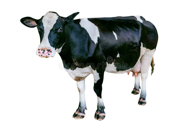Mucca su fondo bianco illustrazione di stock. Illustrazione di bovino ...