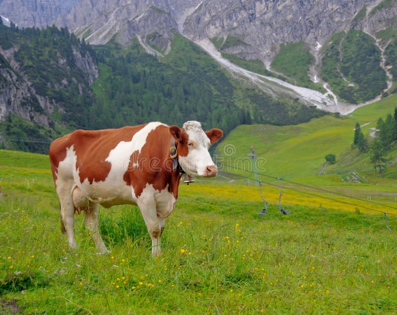 Mucca su un pascolo fotografia stock. Immagine di bestiame - 10588908