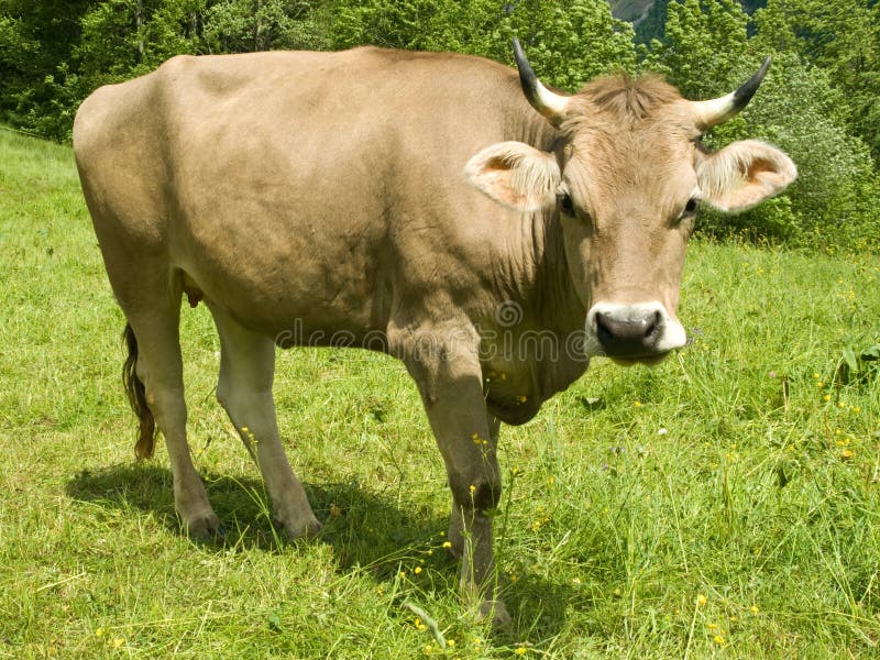 Mucca svizzera immagine stock. Immagine di bestiame, bestiami - 5420809
