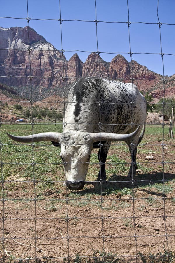 Mucca Texana Bull Del Texas Immagine Stock - Immagine di texas, corni ...