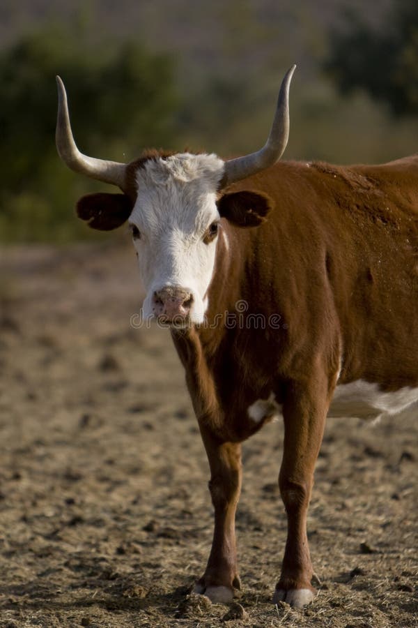 Mucca texana immagine stock. Immagine di longhorn, agricoltura - 256135