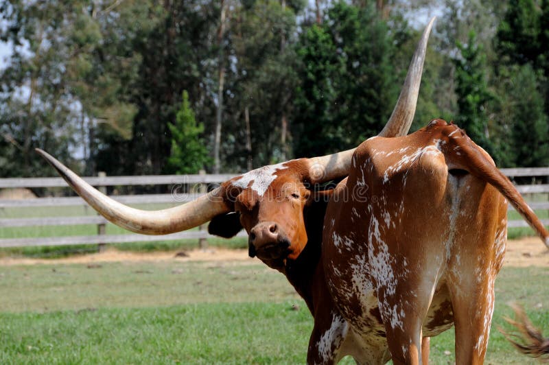 Mucca Texana Enorme Del Texas Fotografia Stock - Immagine di consumo ...