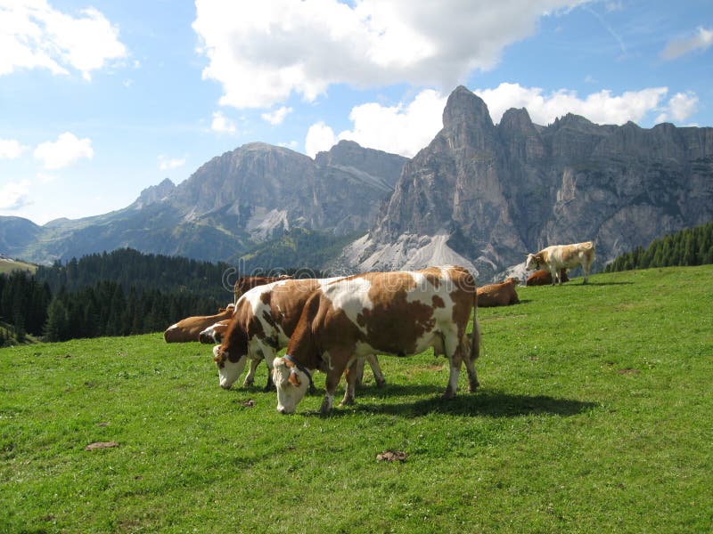 Mucche fotografia stock. Immagine di foresta, erba, salute - 11508302