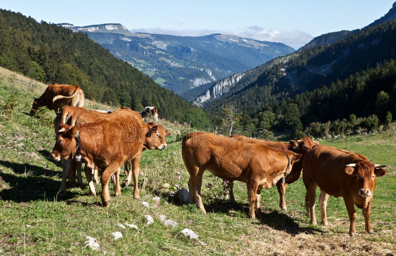 Mucche immagine stock. Immagine di cielo, olandese, gruppo - 21415609