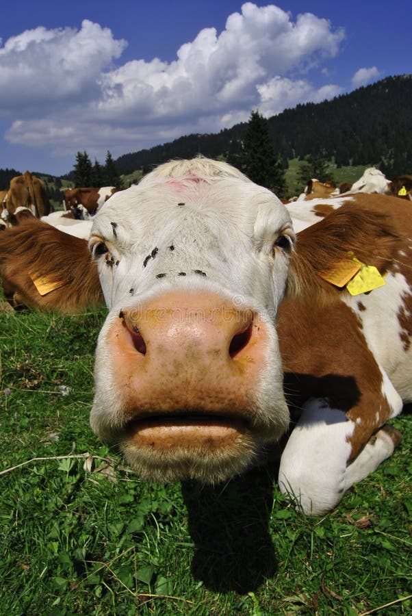 Mucche immagine stock. Immagine di pasci, pascolo, olandese - 21581753