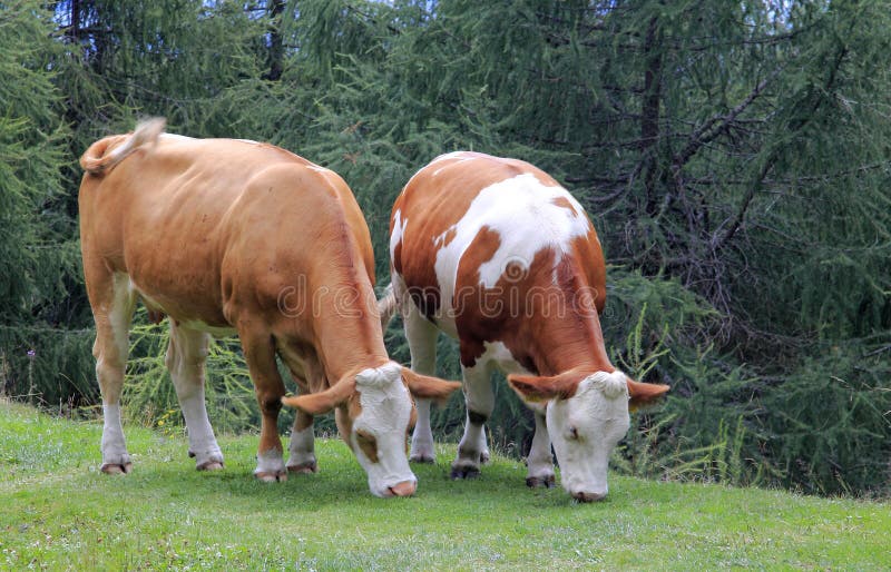 Mucche fotografia stock. Immagine di latte, prato, mucca - 26004916