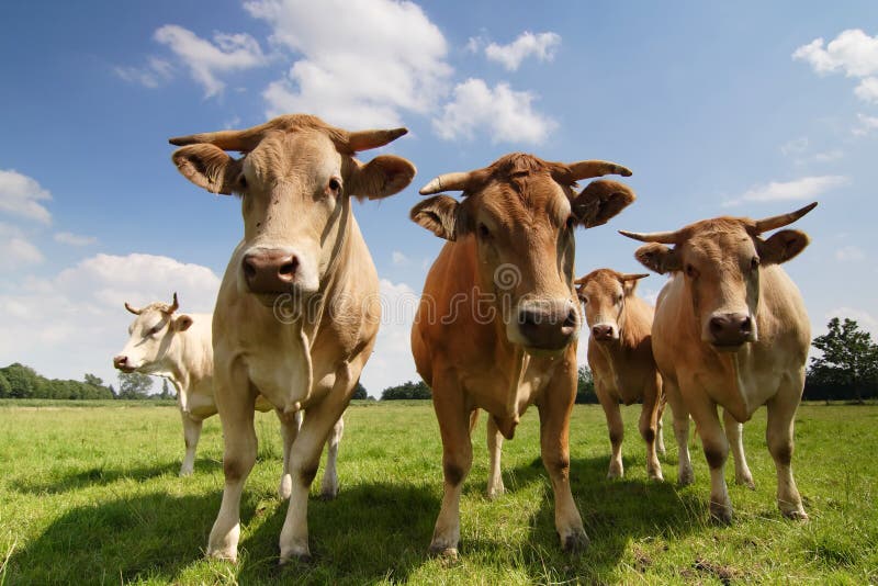 Mucche immagine stock. Immagine di paesaggio, pascolo - 2927599