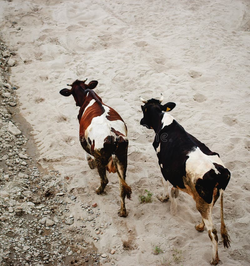 Mucche fotografia stock. Immagine di orizzontale, immagine - 63265376