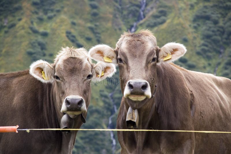 Mucche Austriache immagine stock. Immagine di grande, rurale - 396915