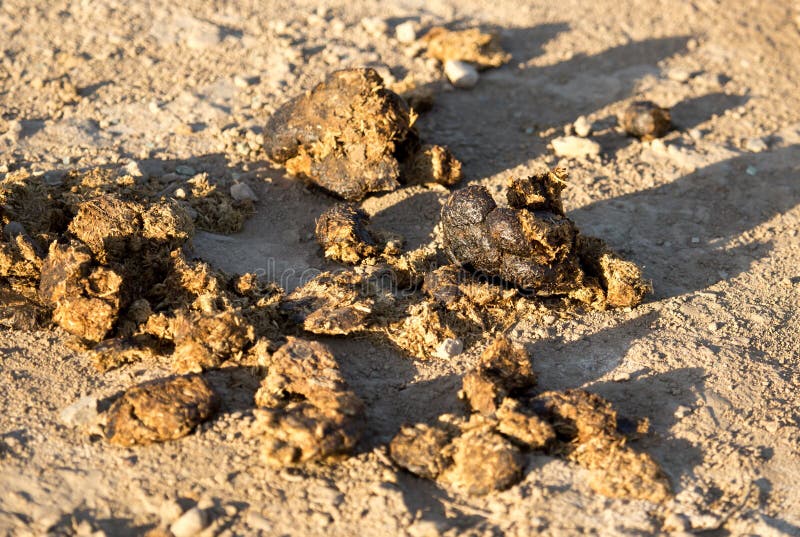 5,818 Merda Foto - Foto Stock Gratis e Royalty-Free da Dreamstime