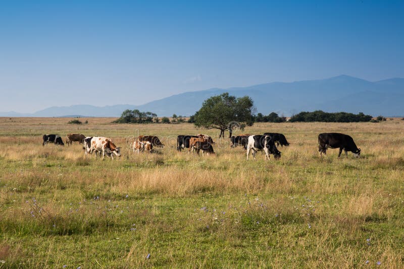 Mucche nel campo immagine stock. Immagine di rurale, farmland - 32146647