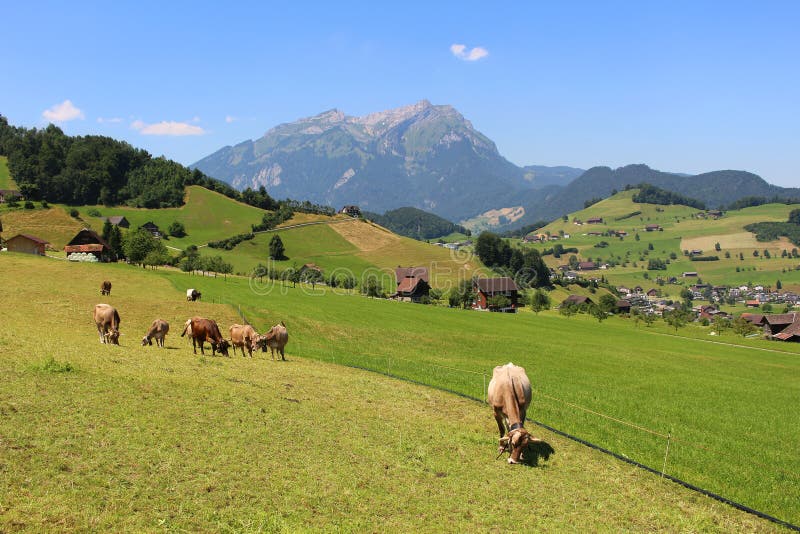 Mucche Nel Pascolo Delle Alpi Immagine Stock - Immagine di distensione ...