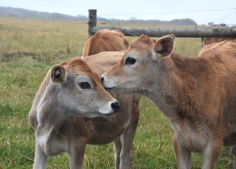 Mucche Nel Recinto Per Bestiame Del Pascolo Fotografia Stock - Immagine ...