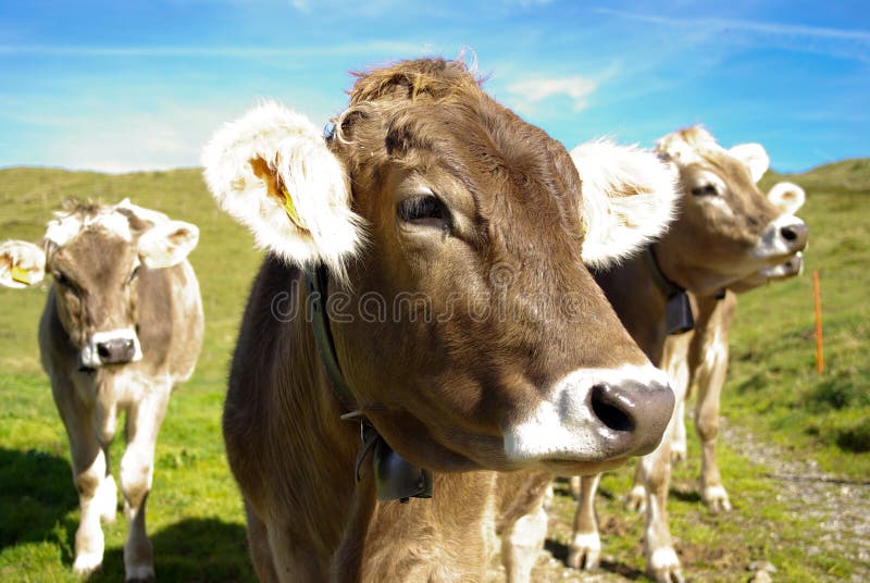Mucche in pascolo fotografia stock. Immagine di animali - 27272948