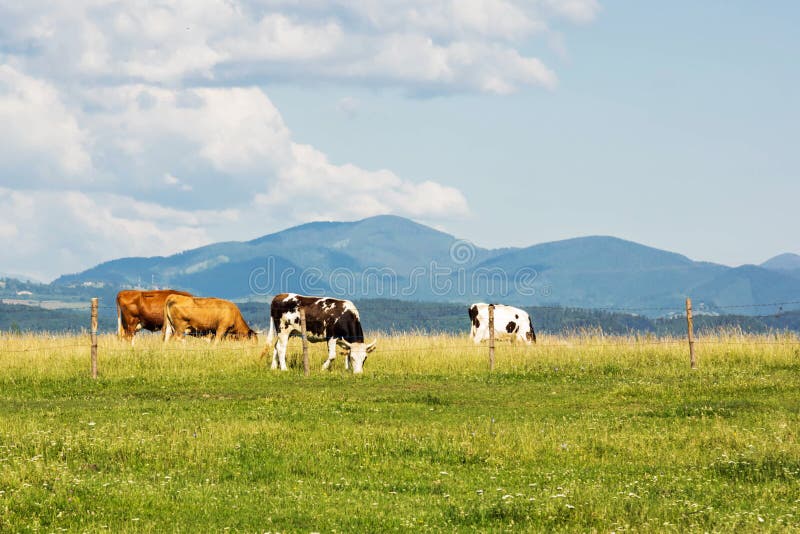 Mucche Su Un Prato Di Estate in Montagne Fotografia Stock - Immagine di ...