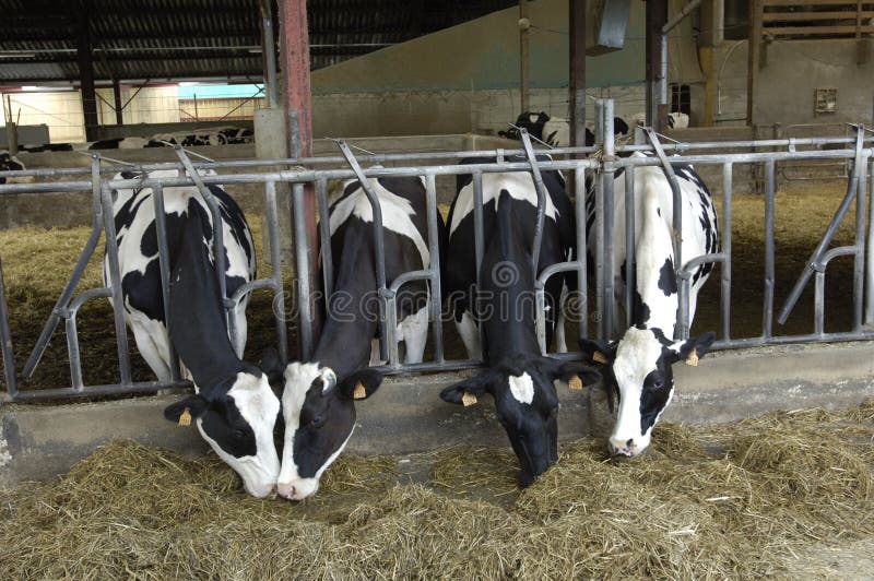 Mucche in una fattoria fotografia stock. Immagine di mucca - 7594968