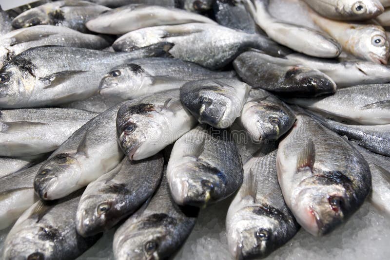 Mucchio Dei Pesci D'argento Su Ghiaccio Immagine Stock - Immagine di ...