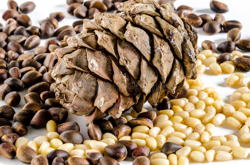 Mucchio Dei Pinoli E Della Pigna Immagine Stock - Immagine di ...