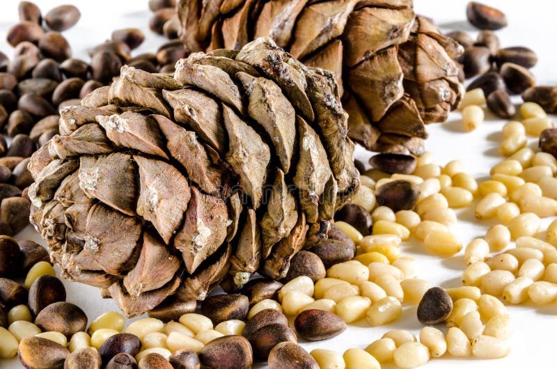 Mucchio Dei Pinoli E Della Pigna Immagine Stock - Immagine di ...