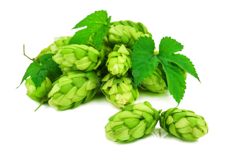 Mucchio Dell'ubriacone, Luppolo Di Verde Immagine Stock - Immagine di ...