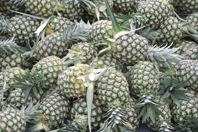 Un Albero Dell'ananas O Albero Di Ananas Comosus Immagine Stock ...