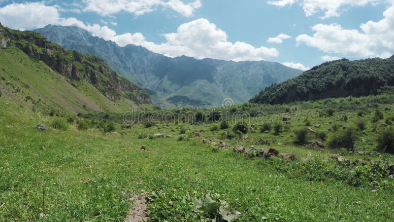 Mucchio Della Mucca Cacato Sulla Natura Stock Footage - Video di ...