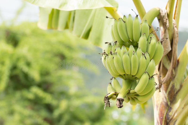 Fiore Dell'albero Di Banane Immagine Stock - Immagine di giungla, mazzo ...